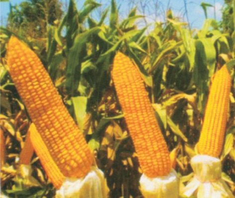 INDO US BIO-TECH LIMITED